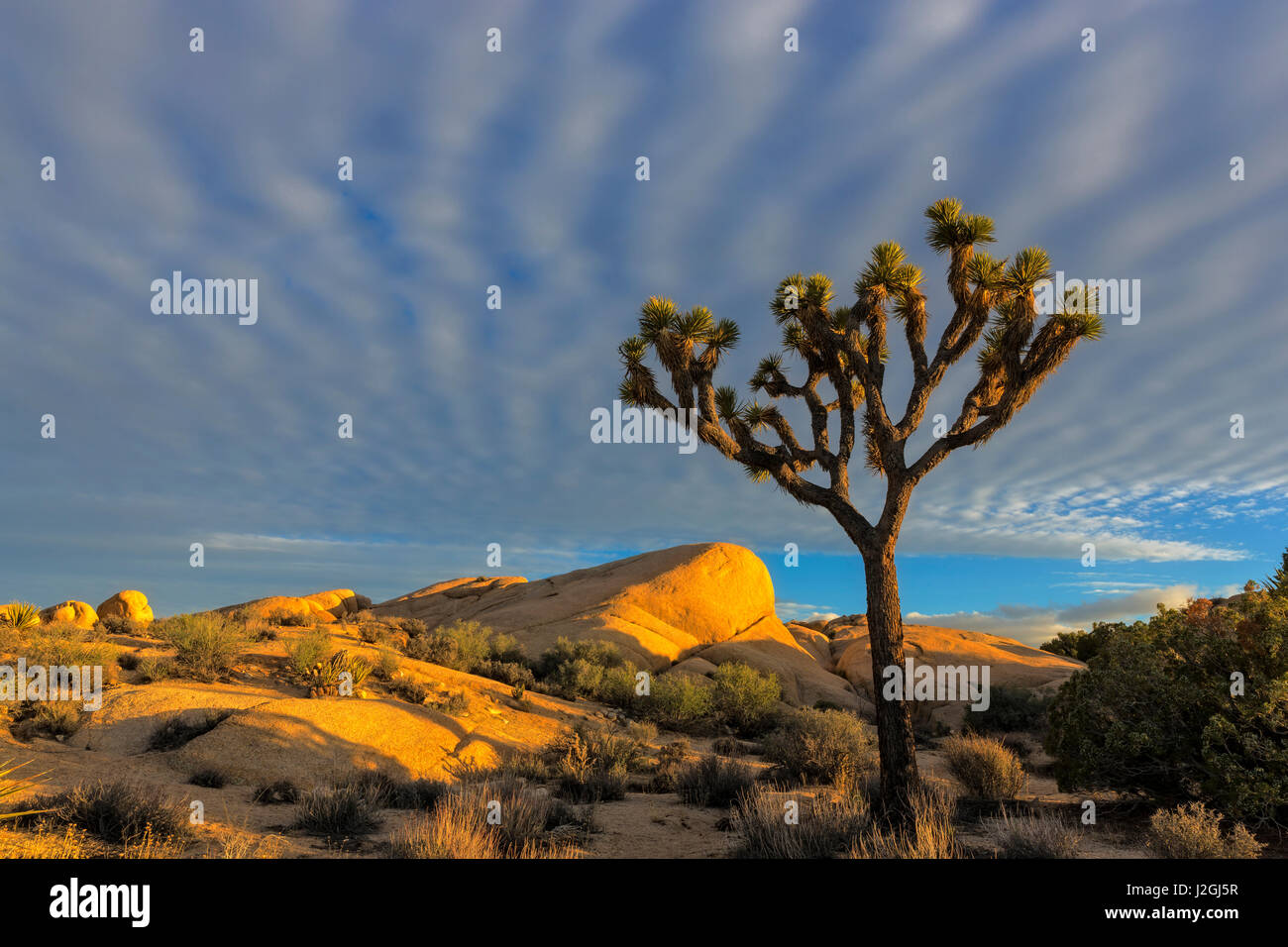 Joshua Trees in sunset light in Joshua Tree National Park, California ...