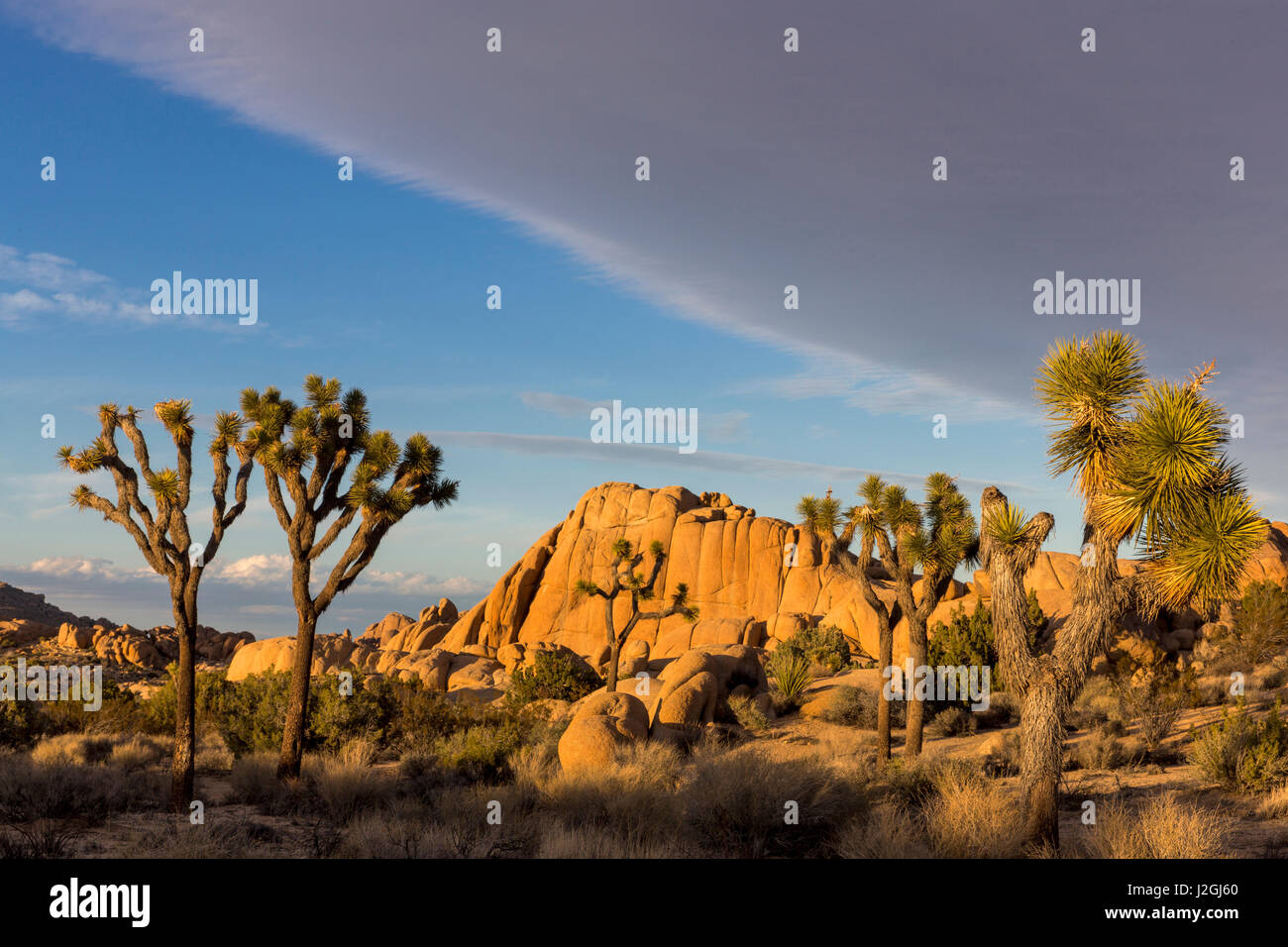 Joshua Trees in sunset light in Joshua Tree National Park, California ...