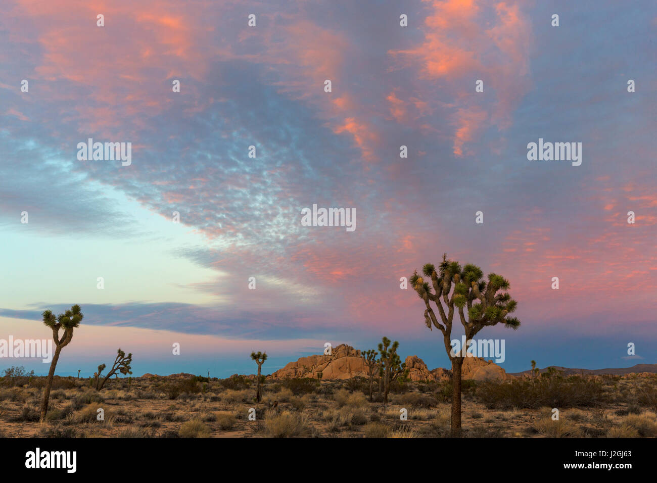 Joshua Trees in sunset light in Joshua Tree National Park, California ...