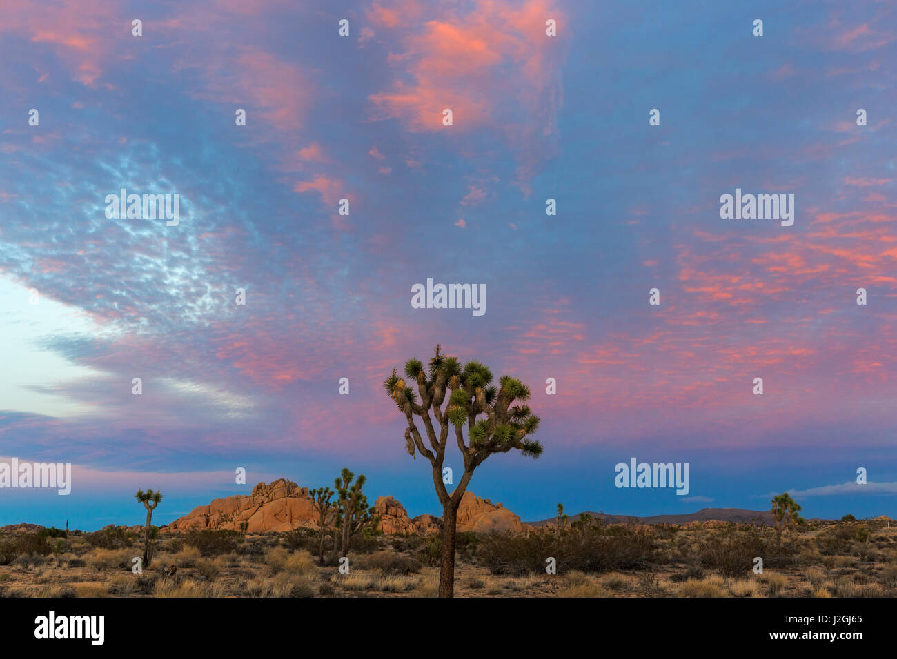 Joshua Trees in sunset light in Joshua Tree National Park, California ...
