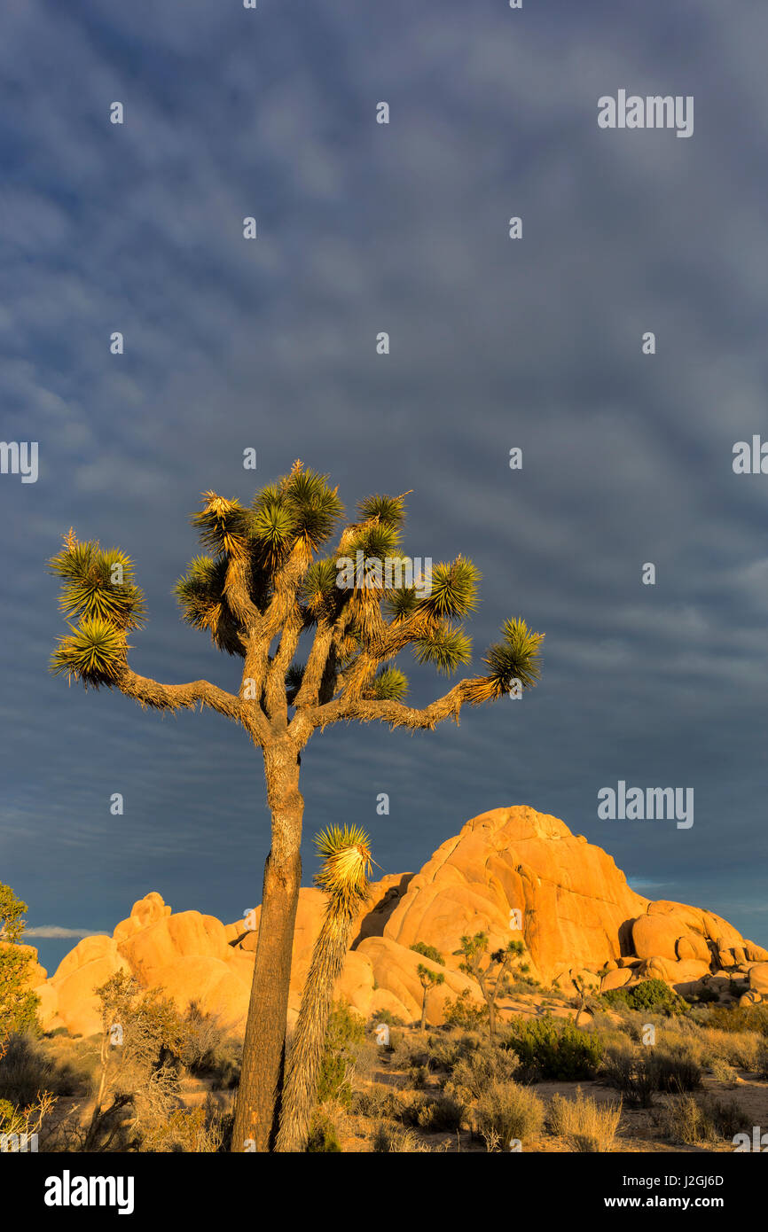 Joshua Trees in sunset light in Joshua Tree National Park, California ...