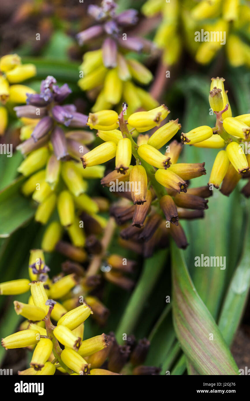 Muscari macrocarpum 'Golden Fragrance' Stock Photo - Alamy