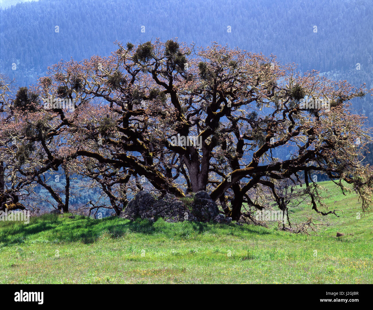 USA, California, An Oak (Quercus) tree in a green meadow. (Large format ...