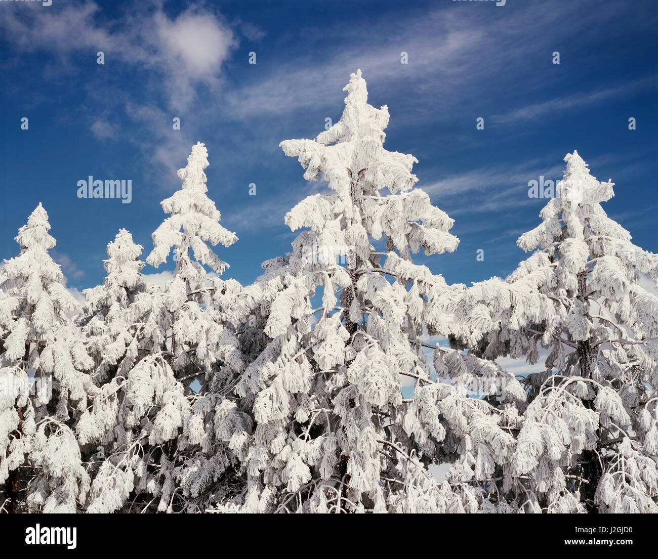 USA, California, Cleveland National Forest, Snow covered pine trees ...