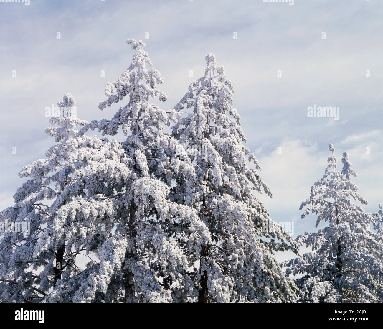 USA, California, Cleveland National Forest, Snow covered pine trees ...