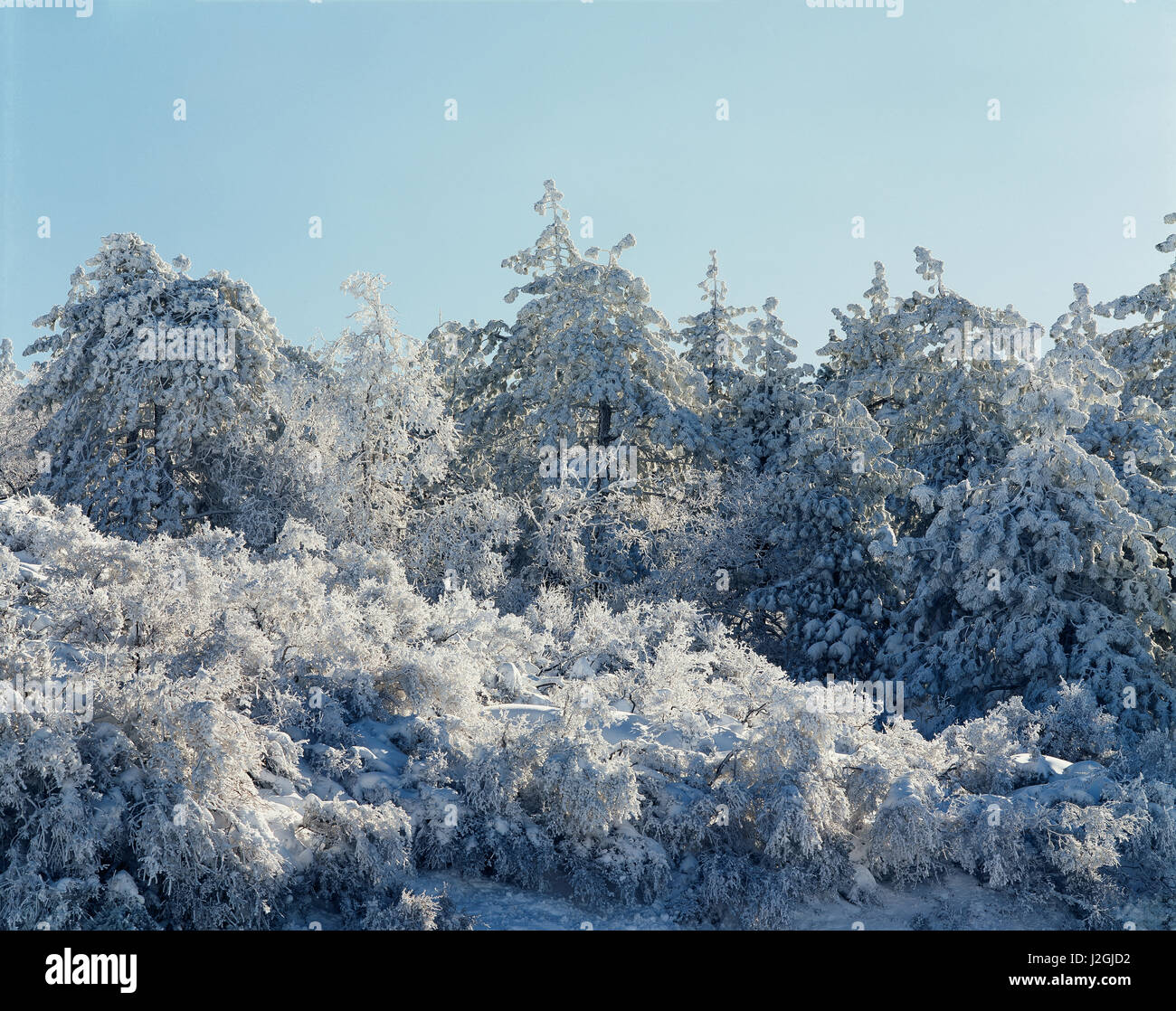 USA, California, Cleveland National Forest, Snow covered pine trees ...