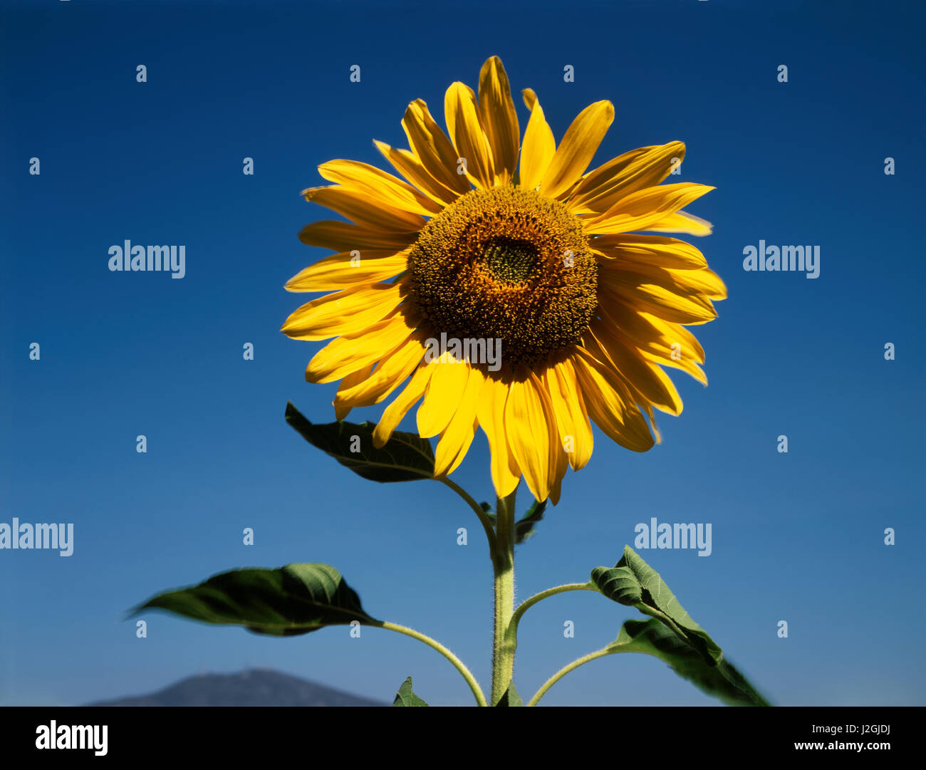 USA, California, San Diego, A Mammoth Sunflower (Helianthus) in Spring ...