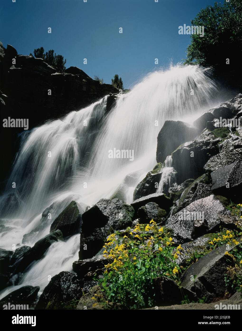 USA, California, Sierra Nevada Mountains, Wildflowers and a waterfall ...