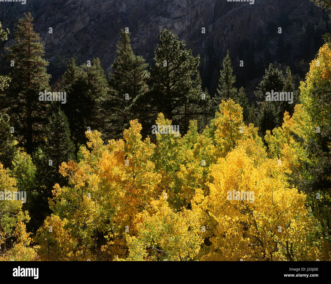 USA, California, Sierra Nevada Mountains, Autumn colors of aspen trees ...