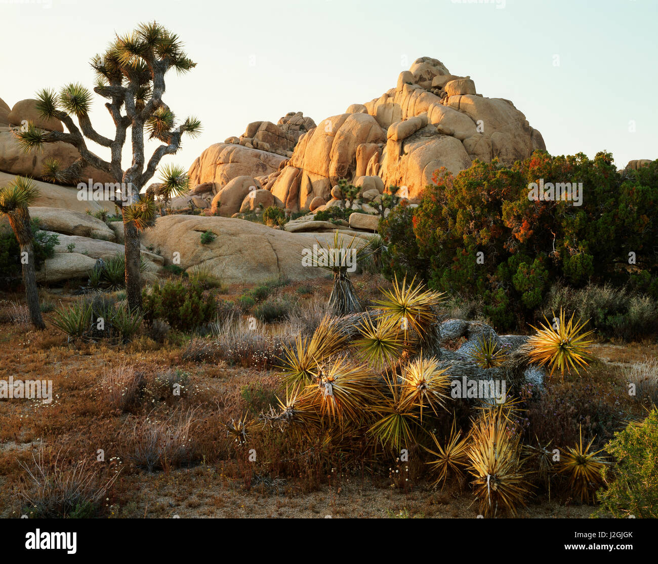 USA, California, Joshua Tree National Park, Joshua trees (Yucca ...