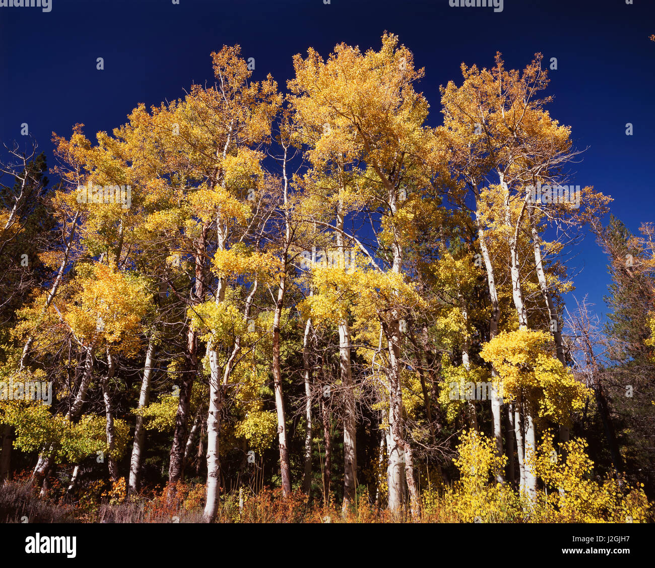 USA, California, Sierra Nevada Mountains, Autumn colors of aspen trees ...