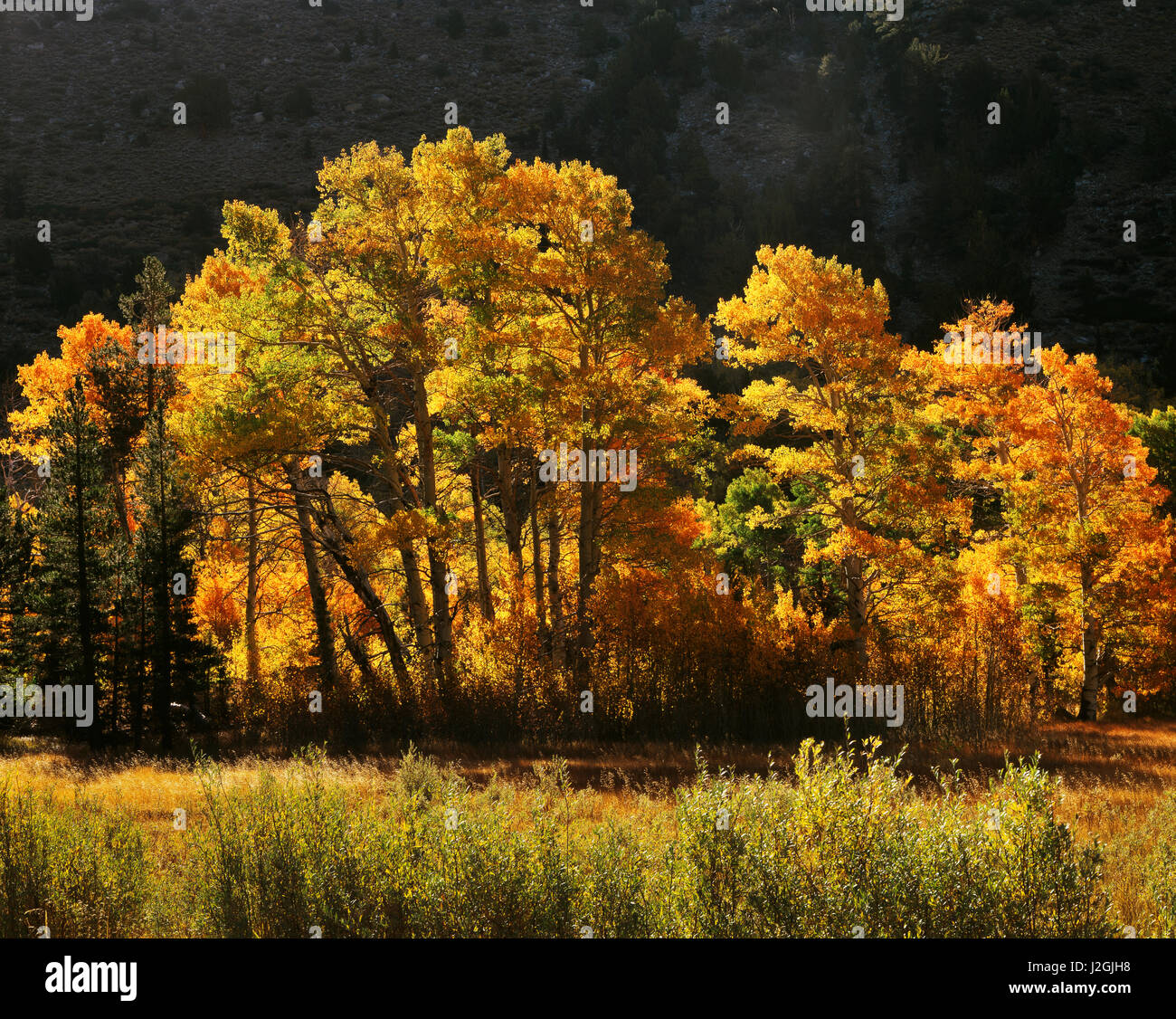 USA, California, Sierra Nevada Mountains, Autumn colors of aspen trees ...