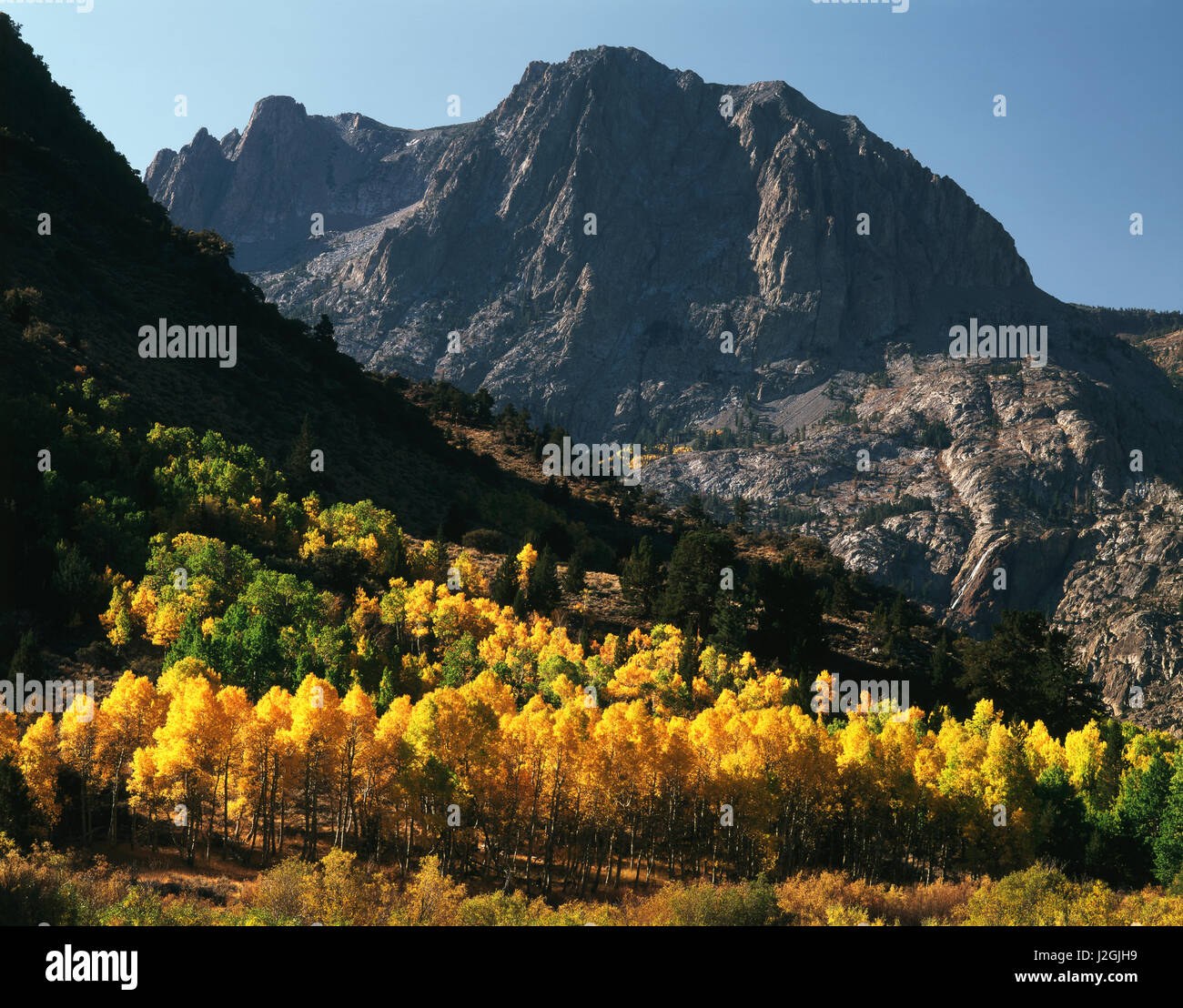USA, California, Sierra Nevada Mountains, Autumn colors of aspen trees ...