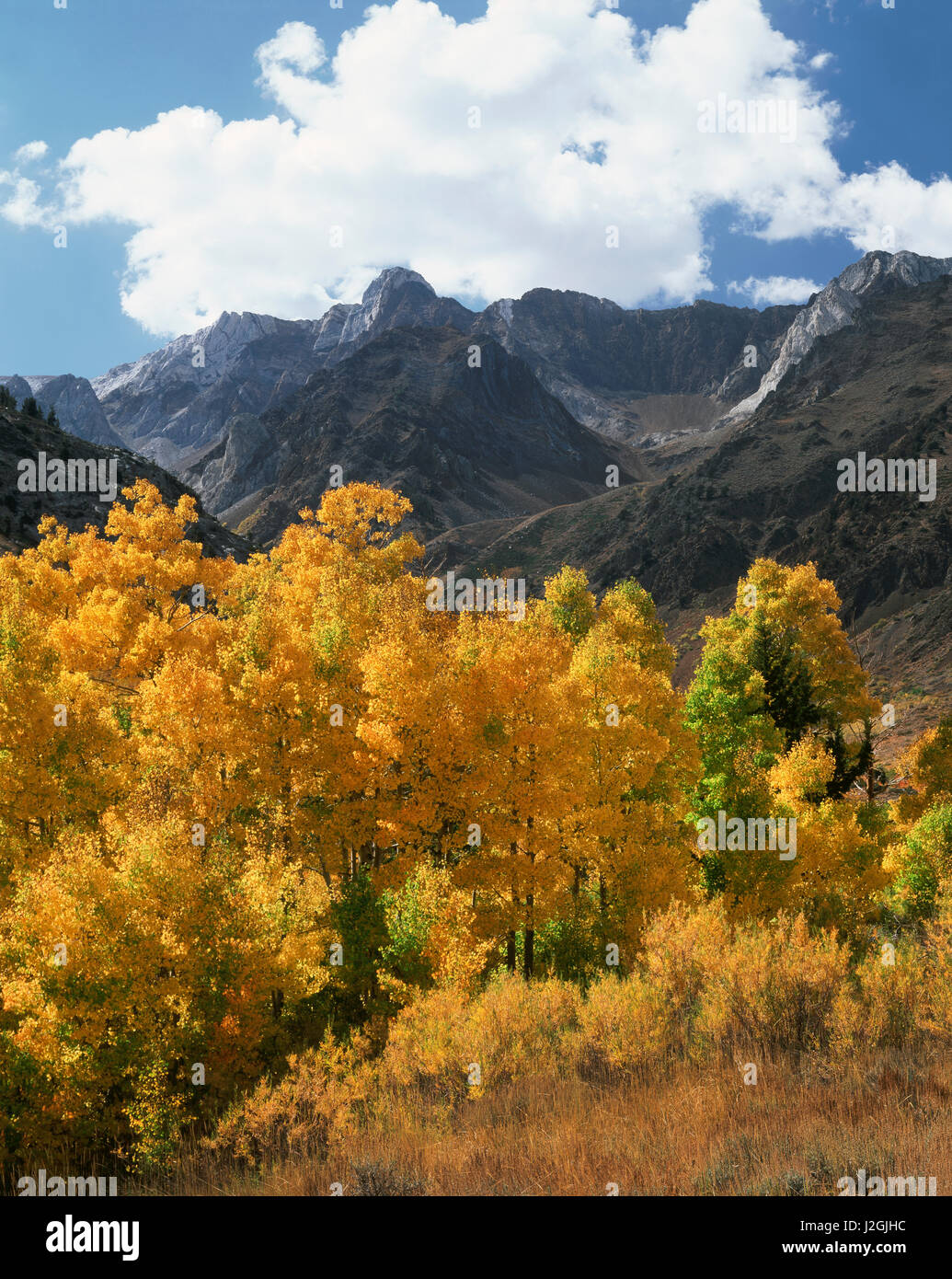 USA, California, Sierra Nevada Mountains, Autumn colors of aspen trees ...