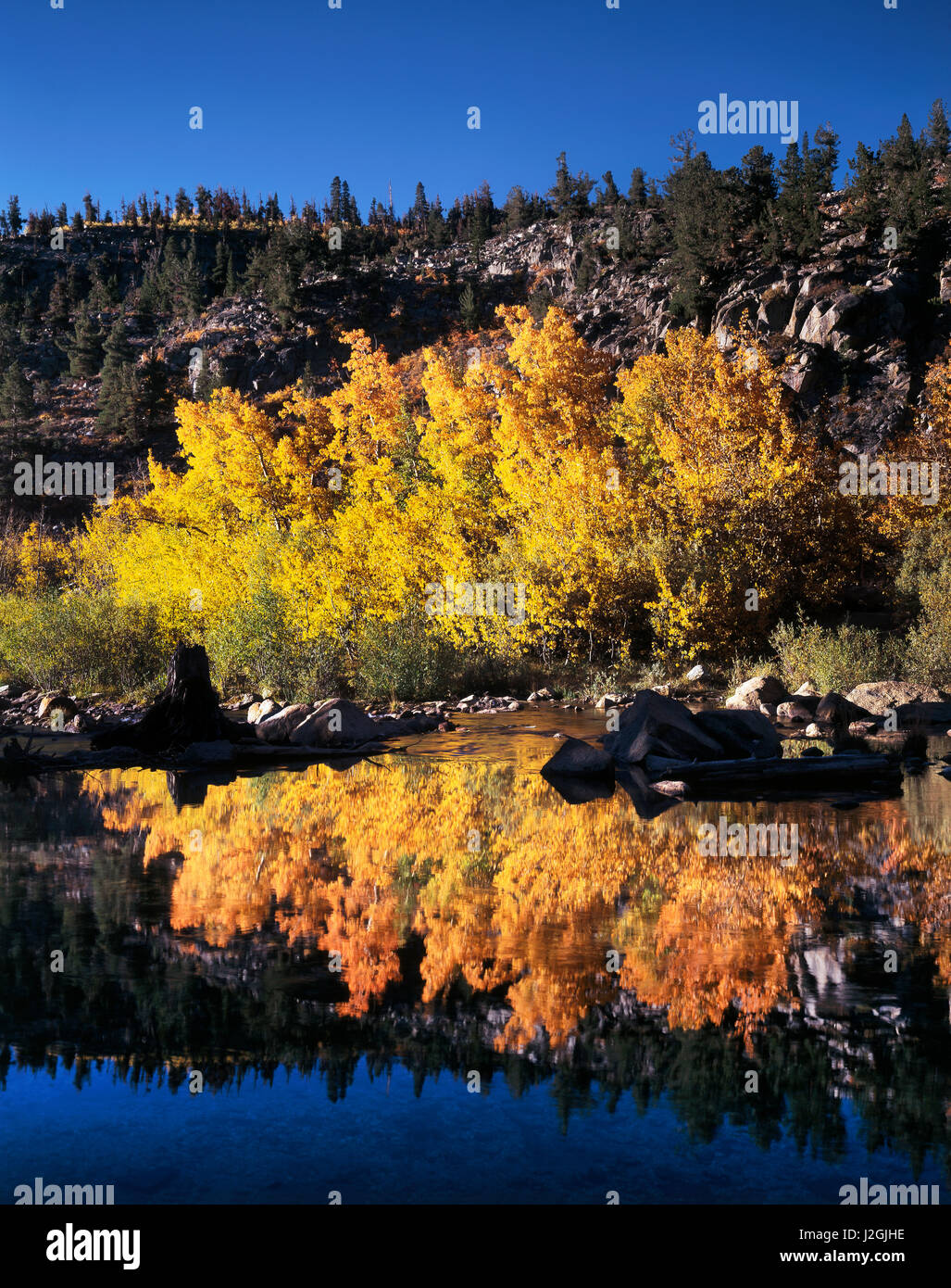 USA, California, Sierra Nevada Mountains, Autumn colors of aspen trees ...