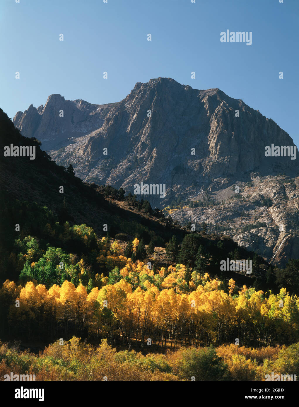 USA, California, Sierra Nevada Mountains, Autumn colors of aspen trees ...