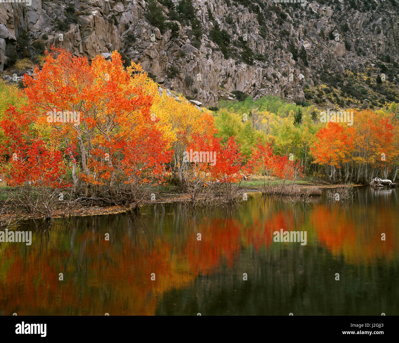 USA, California, Sierra Nevada Mountains, Autumn colors of aspen trees ...