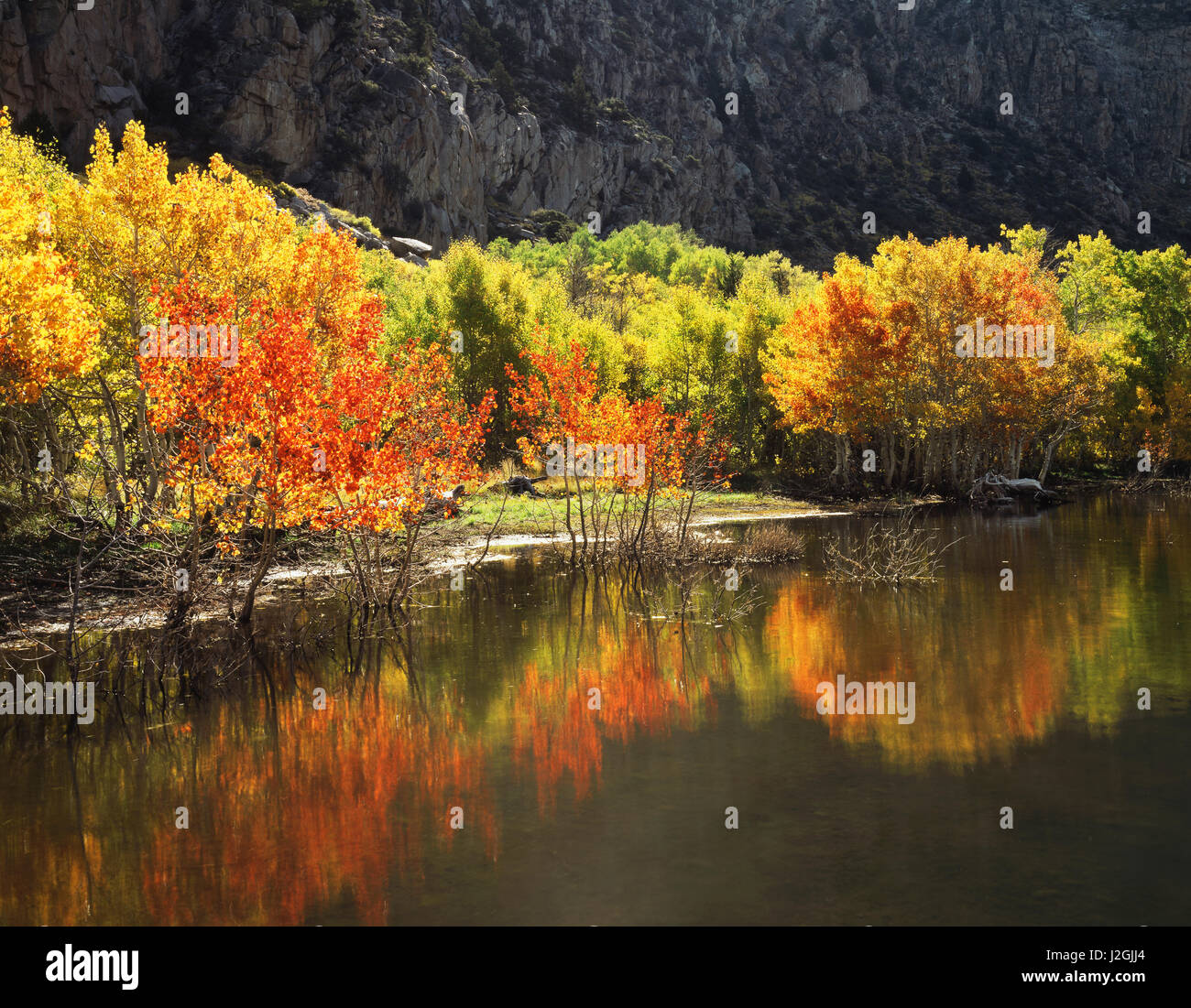 USA, California, Sierra Nevada Mountains, Autumn colors of aspen trees ...