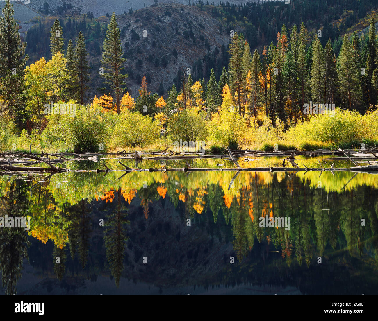 USA, California, Sierra Nevada Mountains, Autumn colors of aspen trees ...
