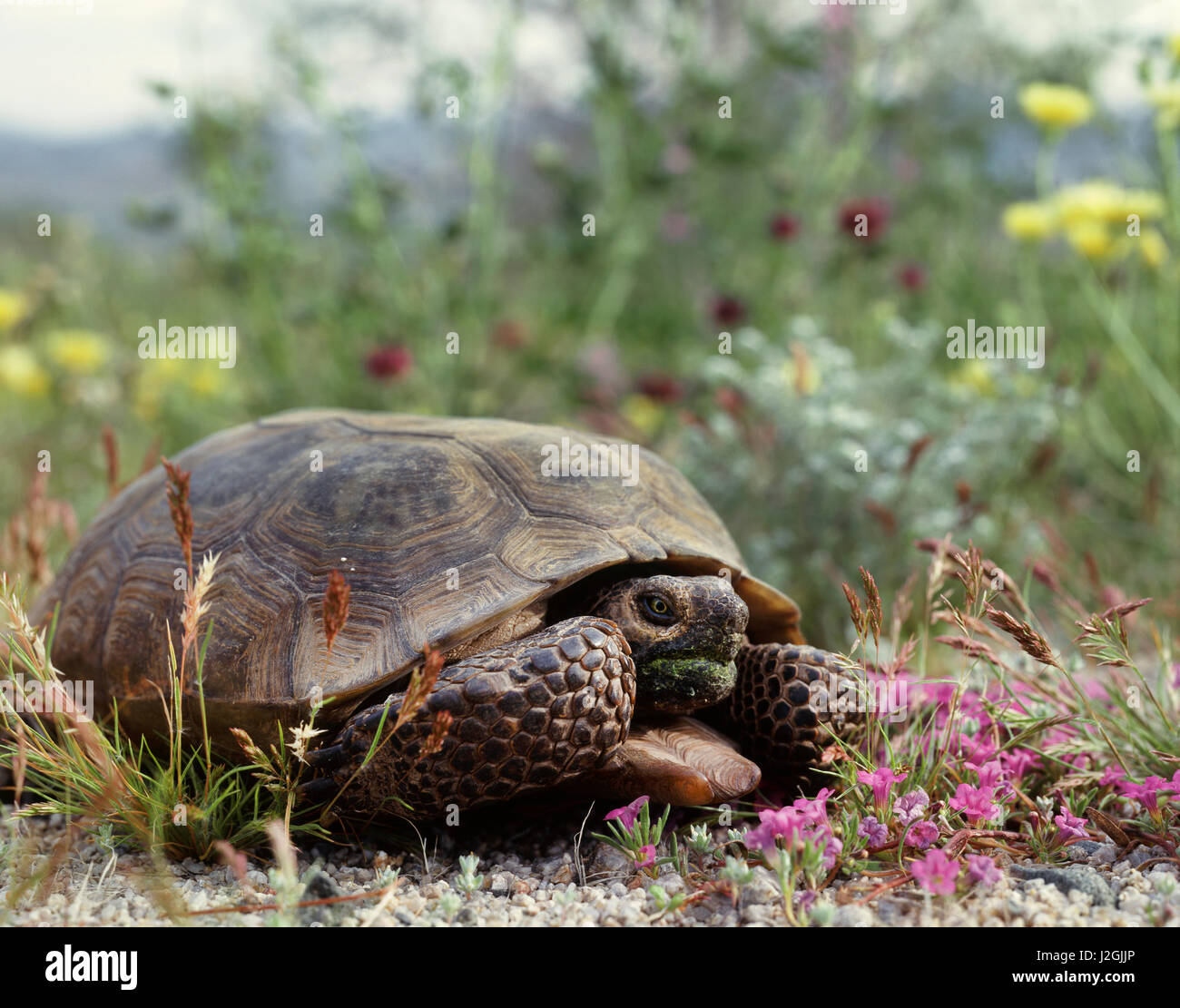 USA, California, Joshua Tree National Park, A Rare Desert Tortoise ...