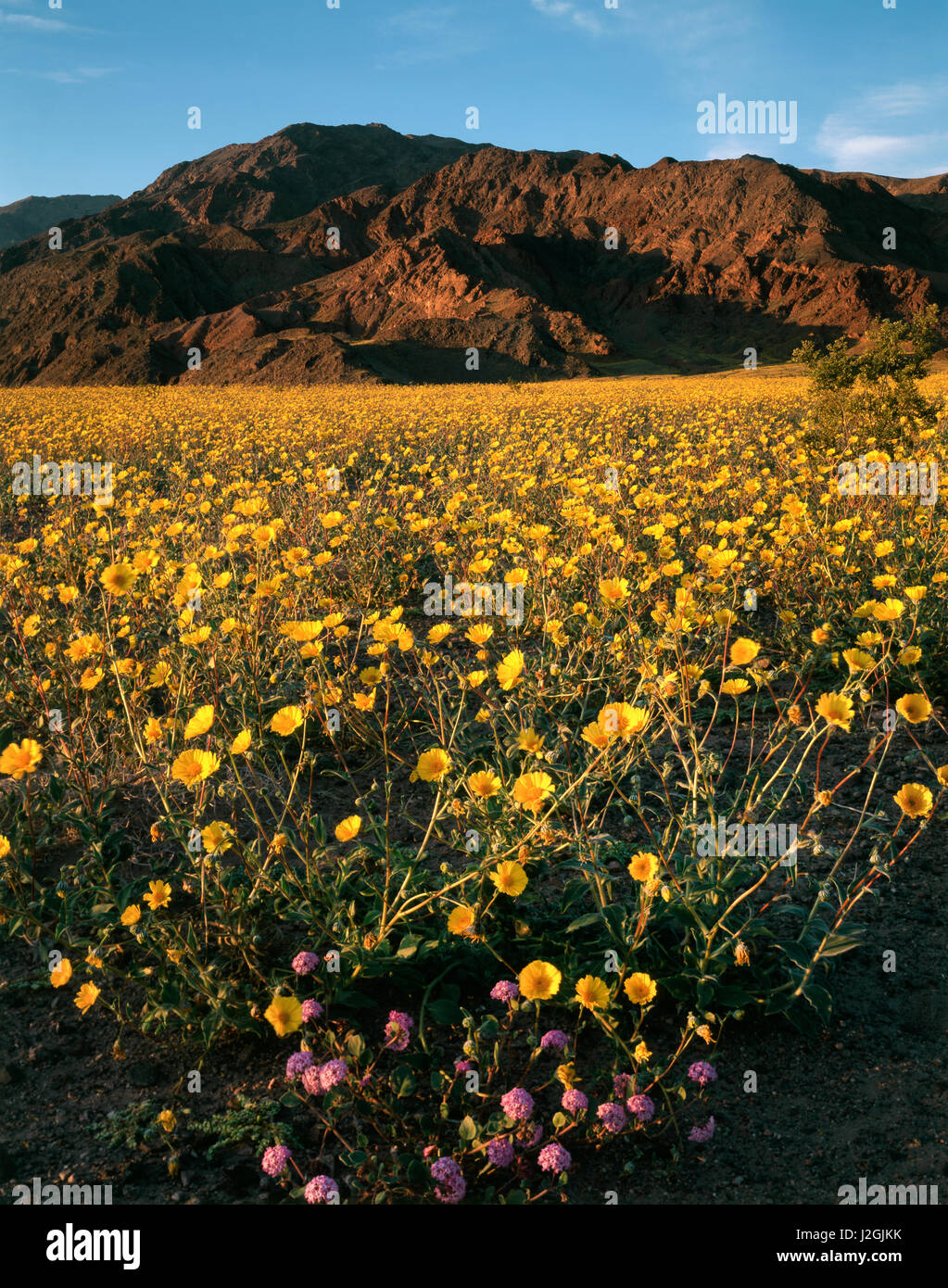 USA, Death Valley National park, Desert Poppy (Eschscholzia ...