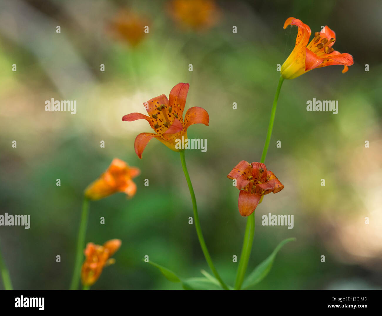 Alpine Lily near Echo Lake, California Stock Photo - Alamy
