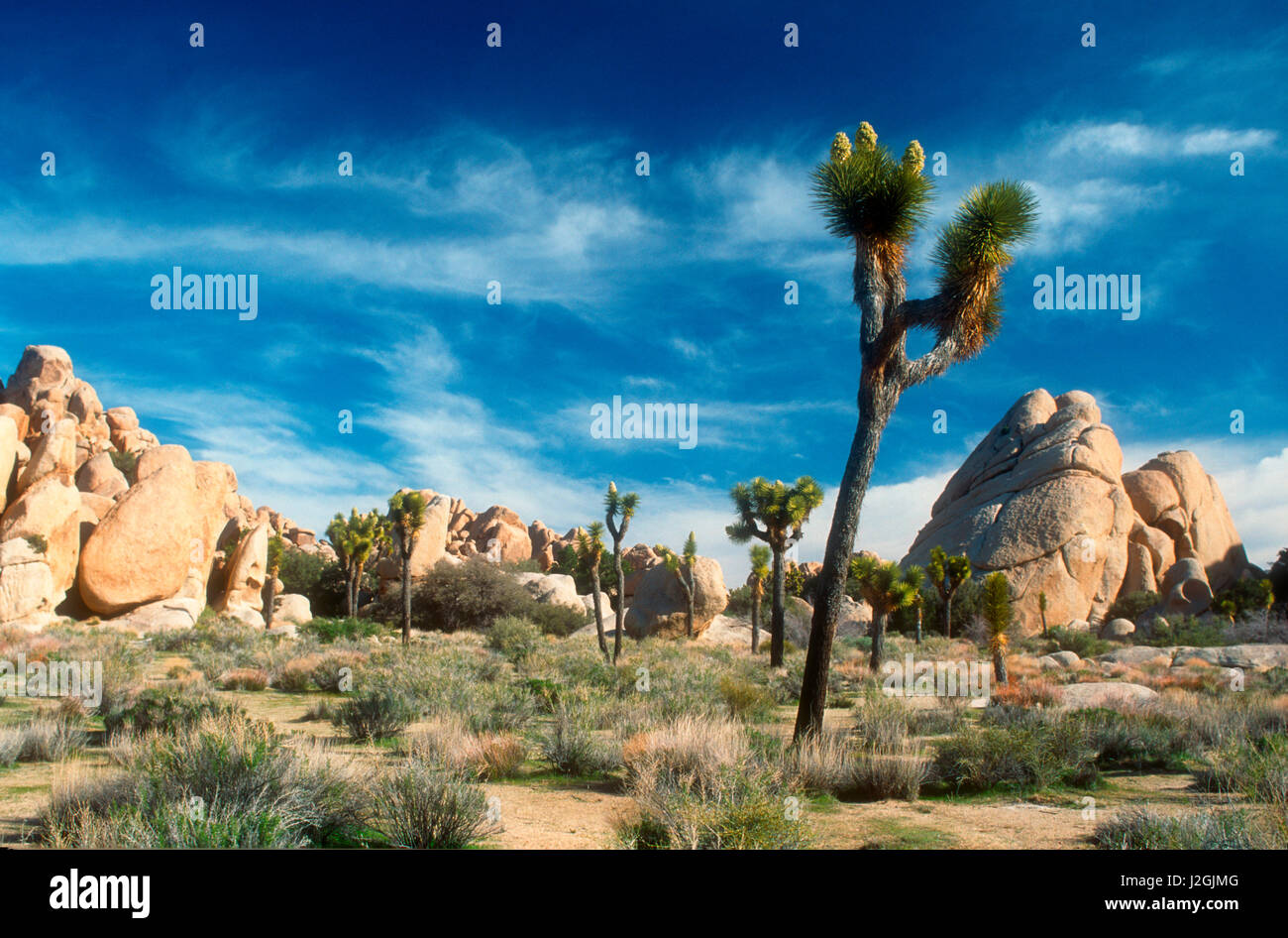 Joshua Trees (yucca brevifolia) among the large granite rocks of Joshua ...