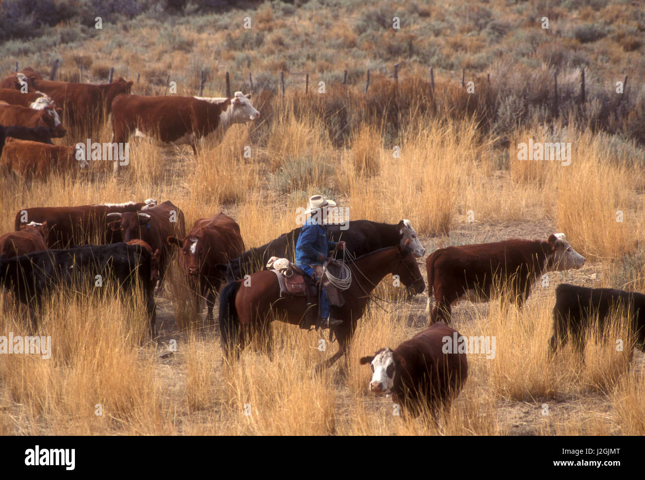 Cowboy herding cattle in the Sierras of California near Bridgeport ...