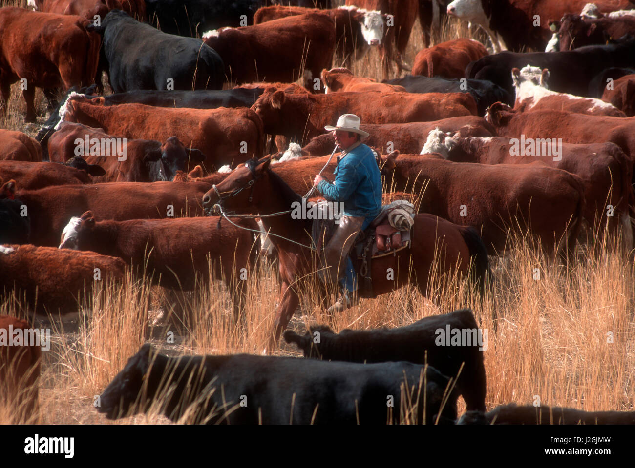 A cowboy surrounded by cattle during roundup time Stock Photo - Alamy