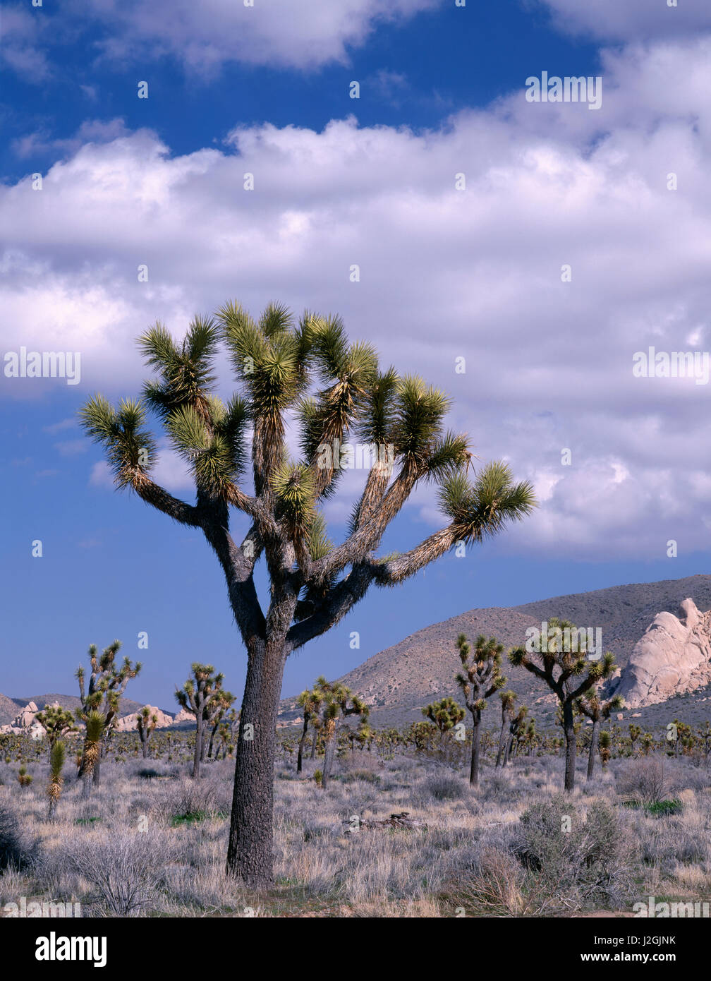 USA, California, Joshua Tree National Park, Forest of Joshua trees ...