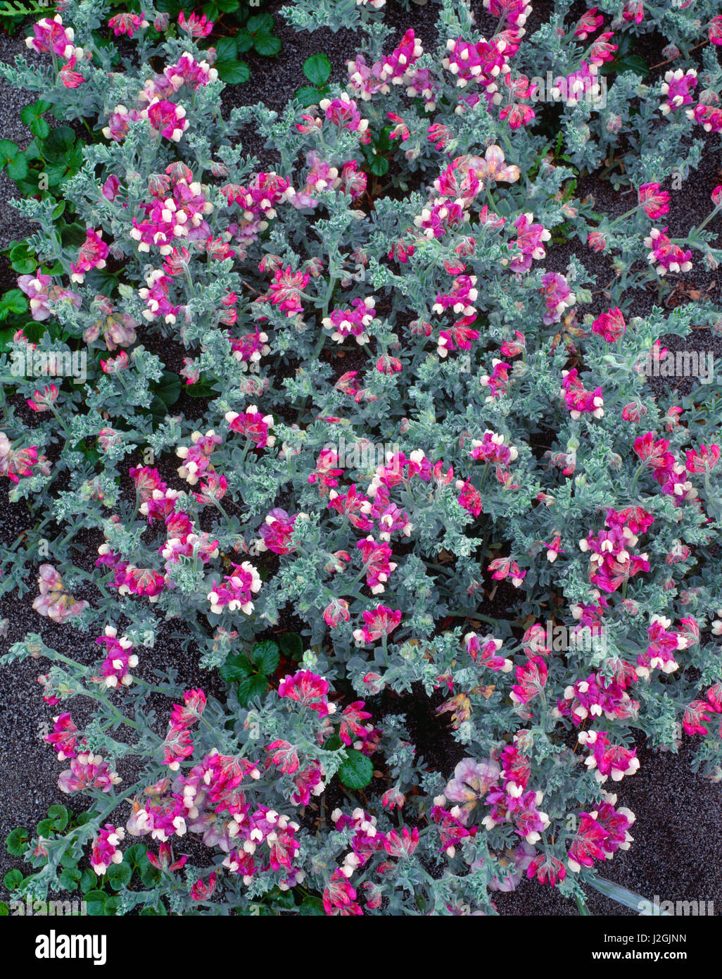 USA, California, Redwood National Park, Silky beach pea blooms on dunes ...