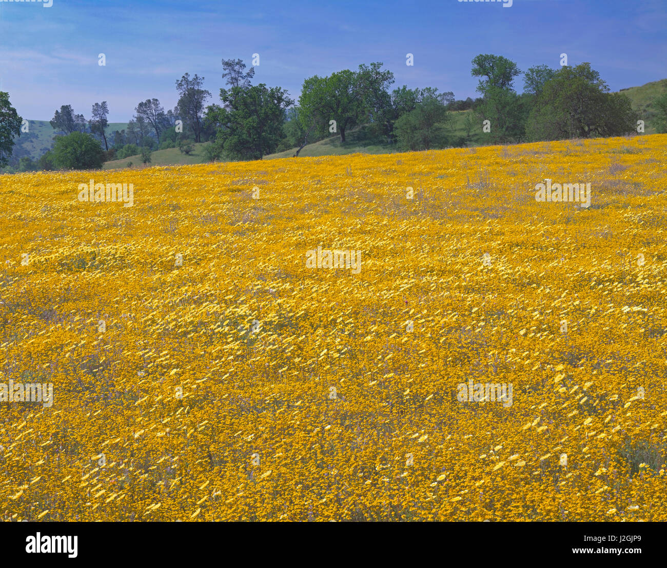 USA, California, Coast Range, Huge meadow of goldfields and dandelions ...