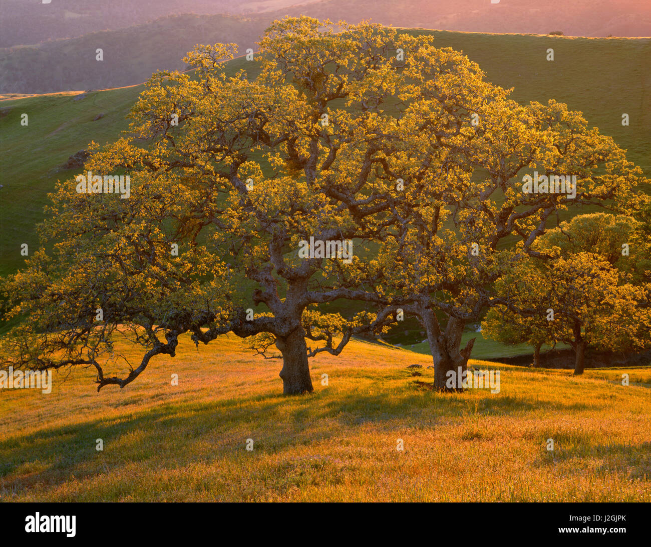 USA, California, South Coast Range, Valley oaks and grasses glow in ...