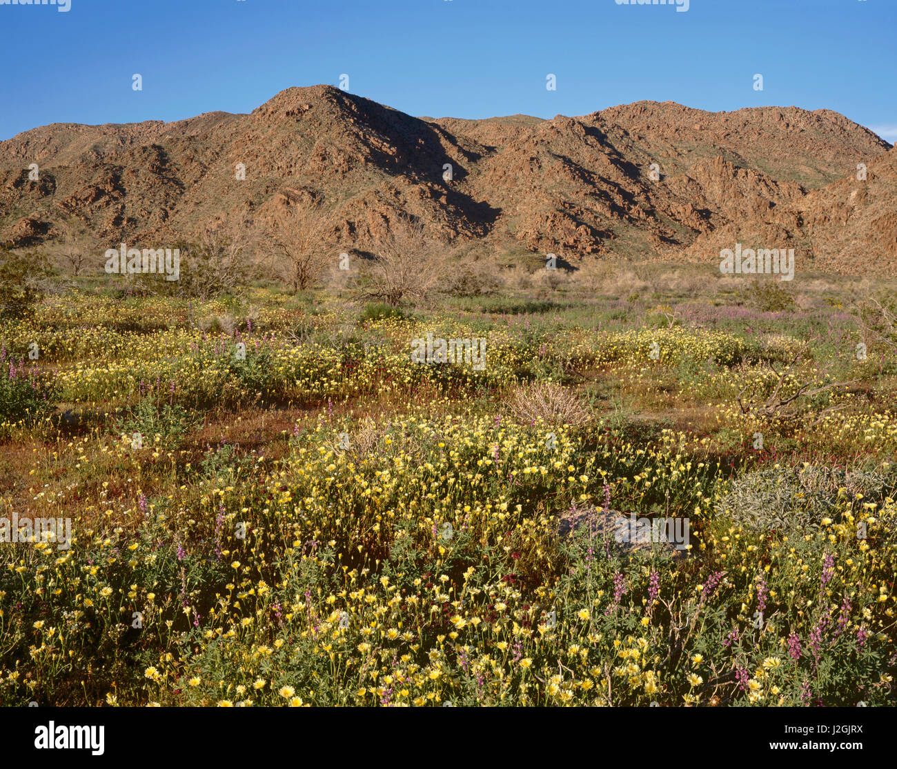USA, California, Joshua Tree National Park, Spring bloom of desert ...