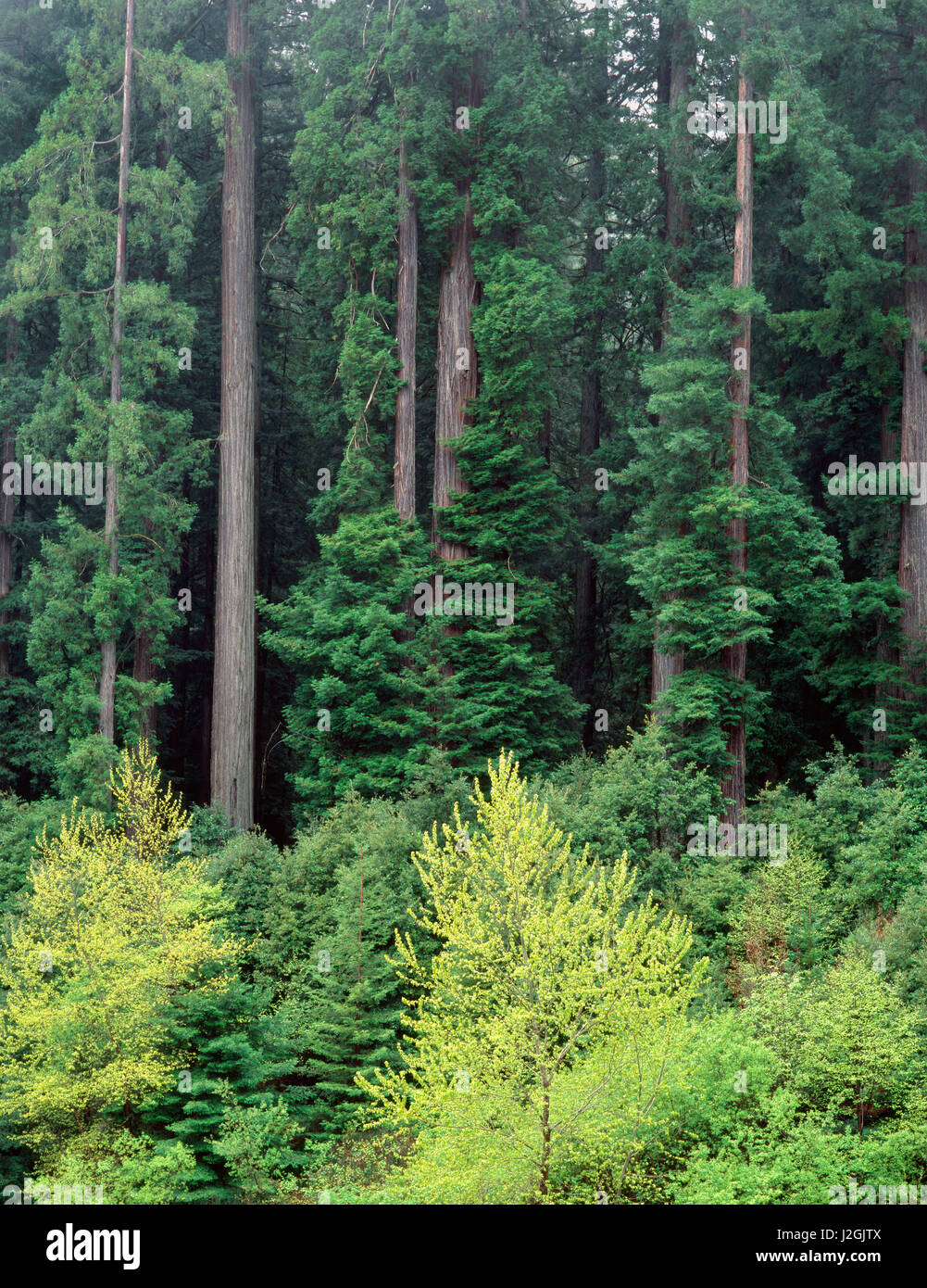 USA, California, Humboldt Redwoods State Park, Grove of redwoods tower ...