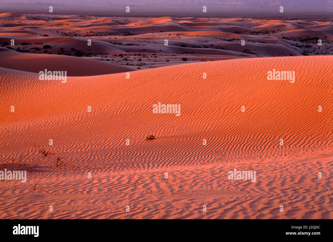 Undulating dune surface hi-res stock photography and images - Alamy