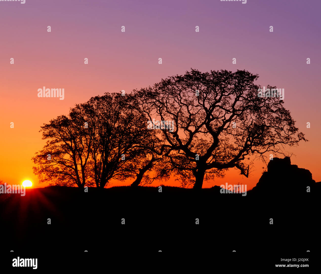 USA, California, Coast Range Mountains, Rising sun and oak trees ...