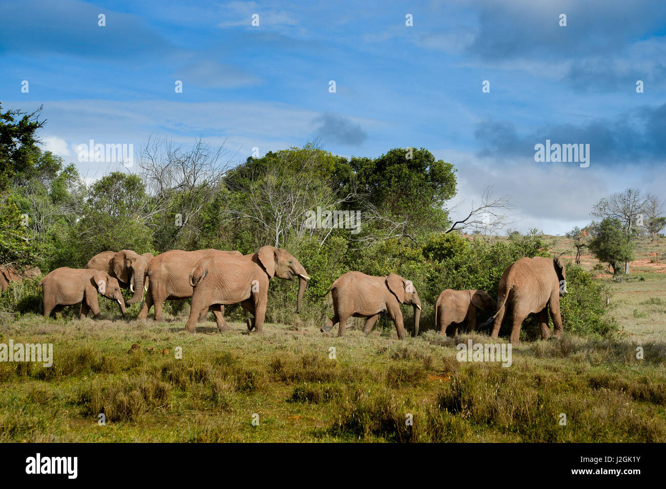 African Elephants, Kenya Stock Photo - Alamy