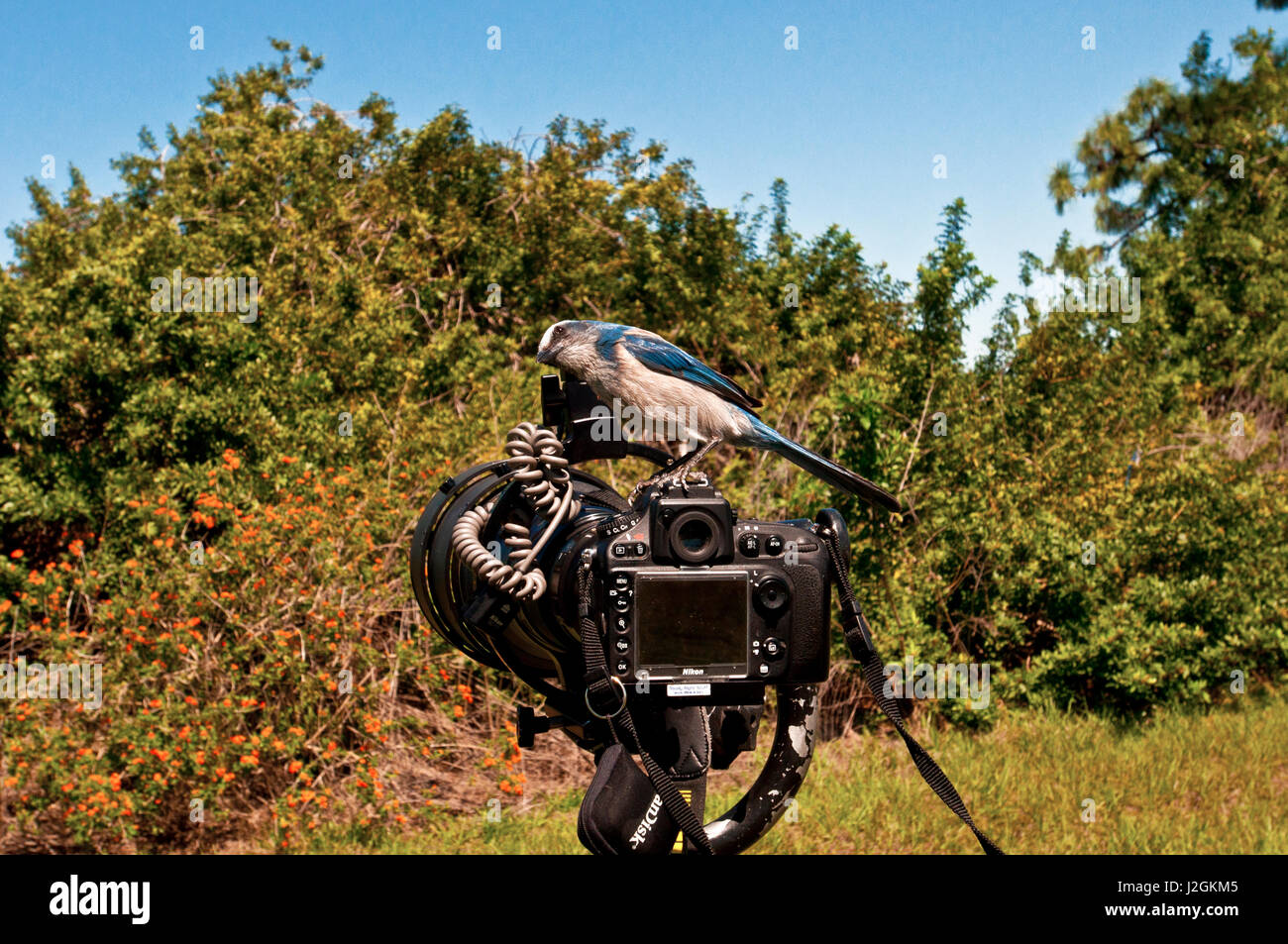 Florida, Cape Coral, Seahawk Park, Scrub Jay perched on Camera Stock ...