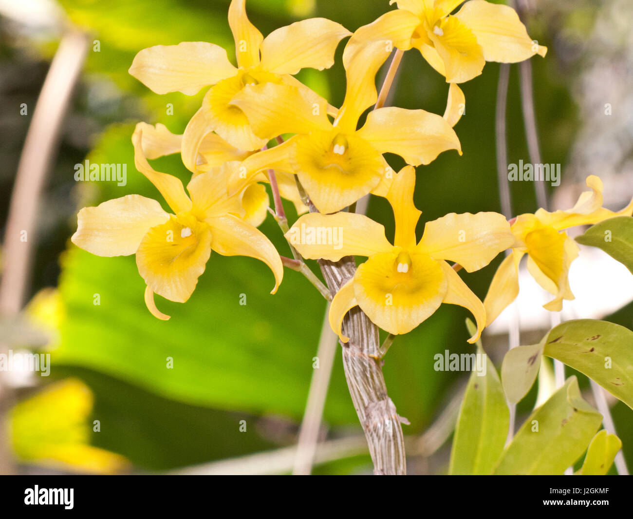 USA, Florida, Sarasota, Selby Gardens, Orchid Stock Photo - Alamy USA, Florida, Sarasota, Selby Gardens, Orchid Stock Photo - Alamy