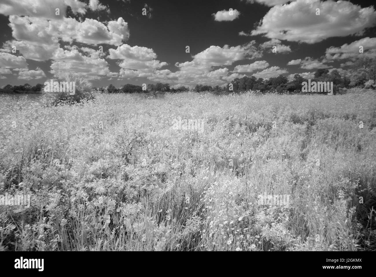USA, Florida, Corkscrew Swamp Regional Ecosystem, fall sunflowers ...