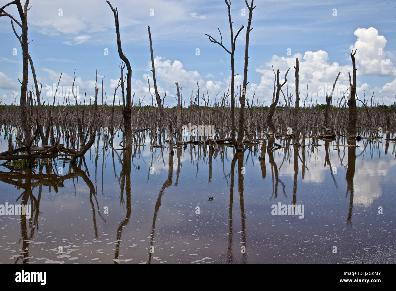 USA, Florida, dead mangroves Stock Photo - Alamy