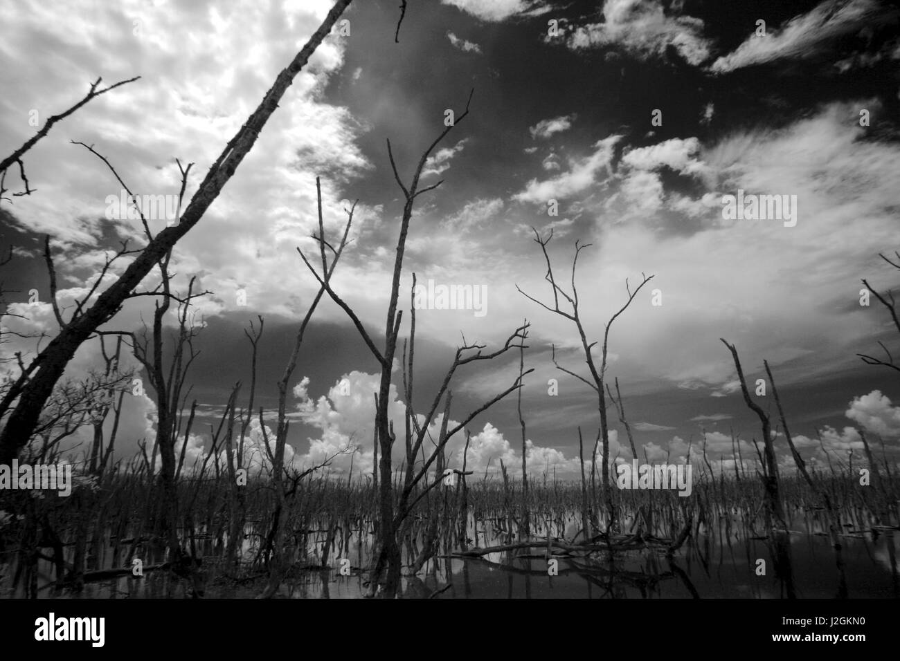 Mangrove skeleton hi-res stock photography and images - Alamy