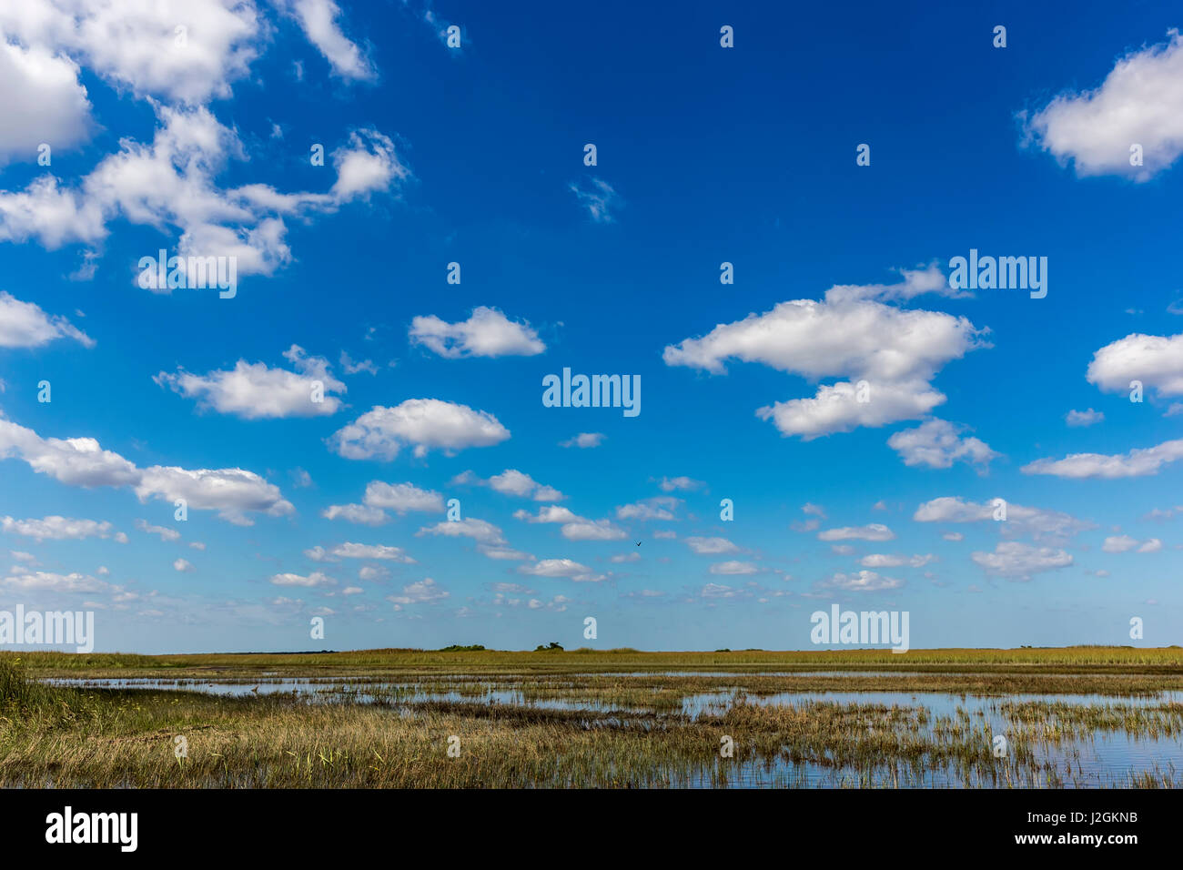 Sawgrass wetlands in Everglades National Park. Florida, USA Stock Photo ...