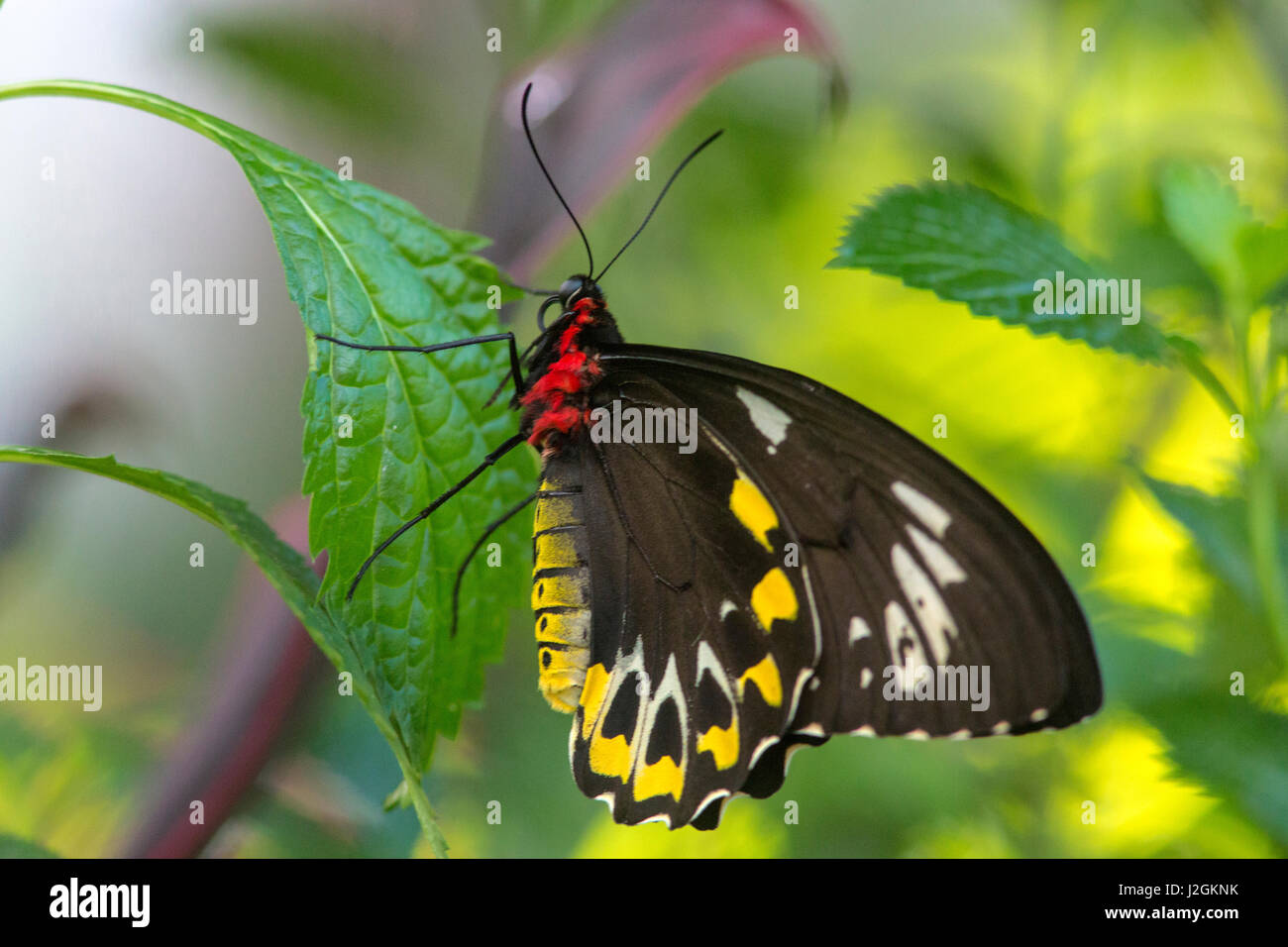 Common Birdwing (Troides Helena) butterfly at the Butterfly and Nature ...