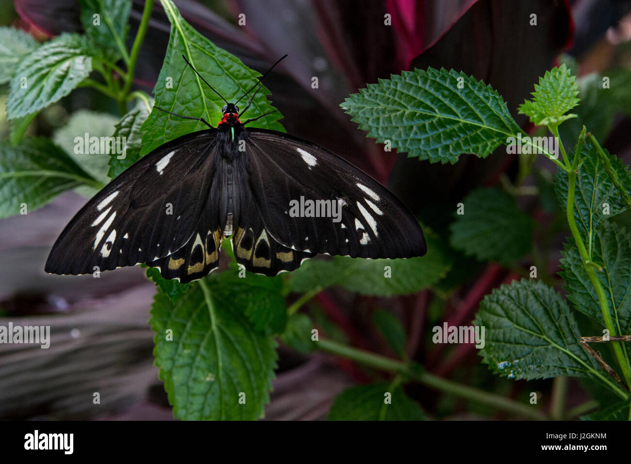 Common Birdwing (Troides Helena) butterfly at the Butterfly and Nature ...