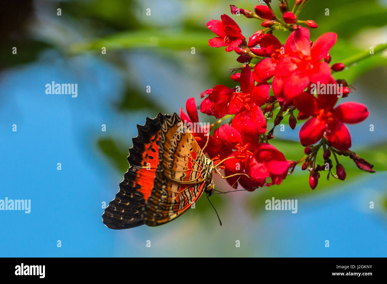 Red Lacewing butterfly (Cethosia biblis) at the Butterfly and Nature ...