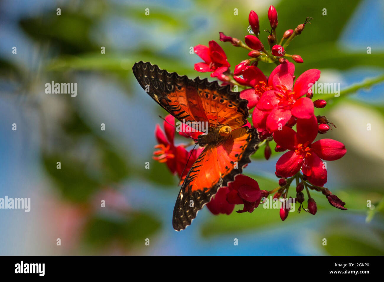 Red Lacewing butterfly (Cethosia biblis) at the Butterfly and Nature ...