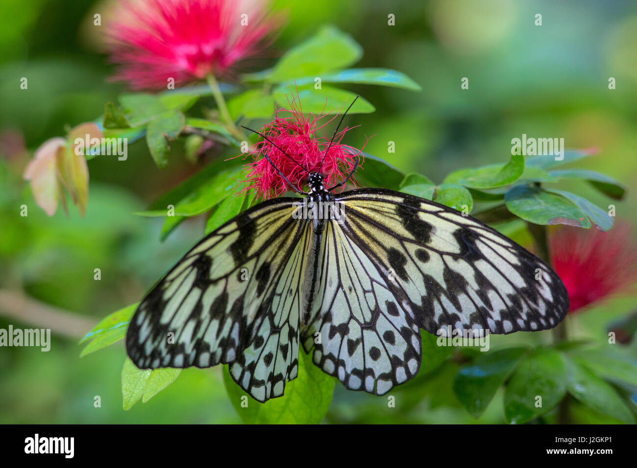 Rice Paper butterfly (Idea leuconoe) at the Butterfly and Nature ...