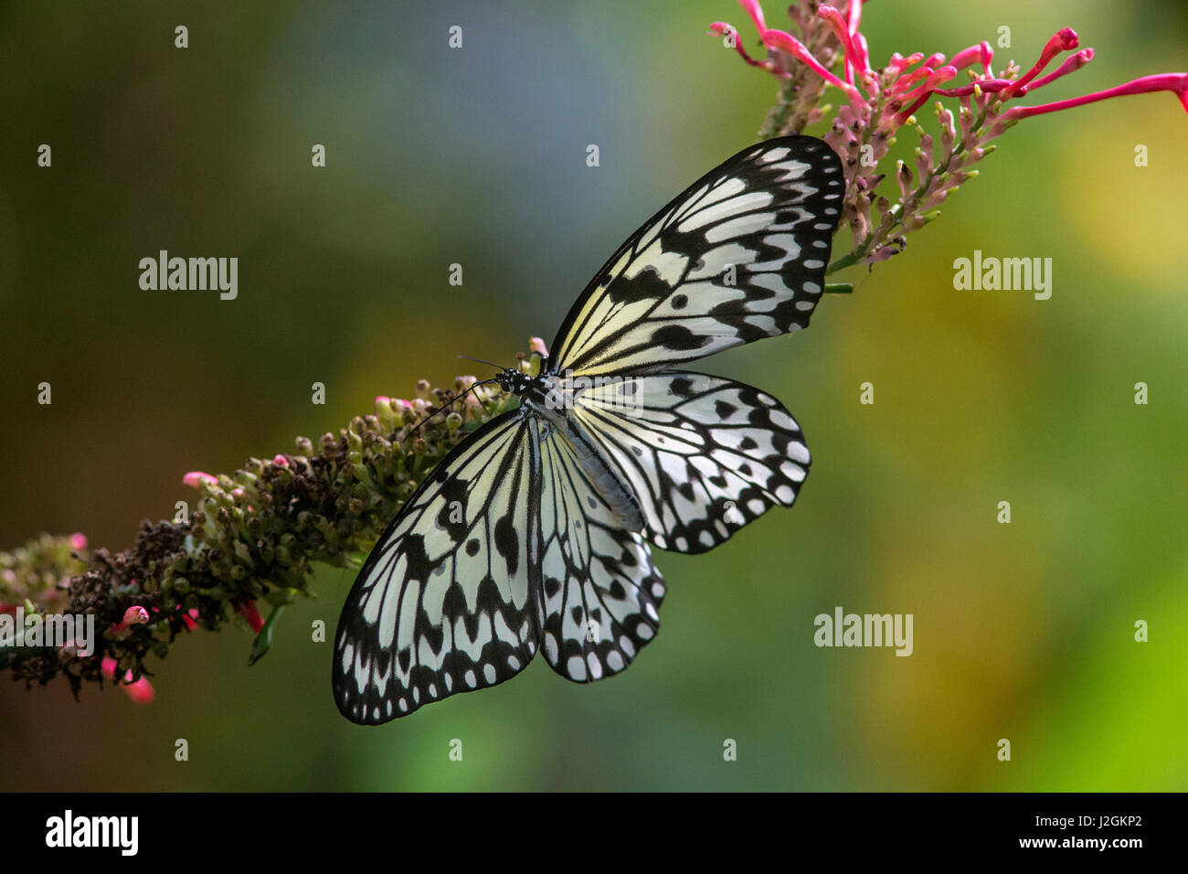 Rice Paper butterfly (Idea leuconoe) at the Butterfly and Nature ...